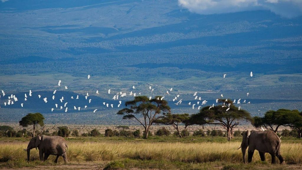 Kenya safari på de store savanner med masser af dyreliv